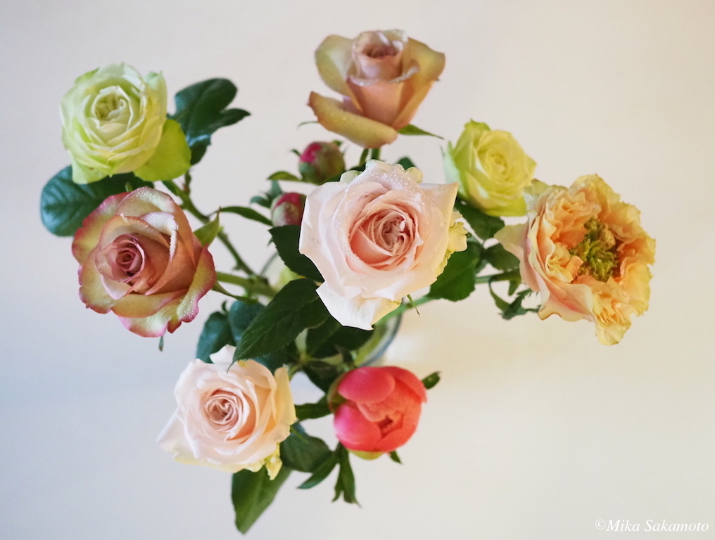 Rose – Mika Sakamoto -Around the World-